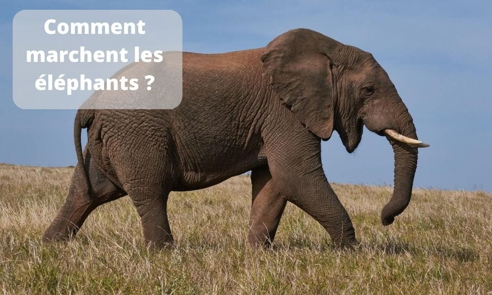 Comment marchent les éléphants ? & Elephant Savane