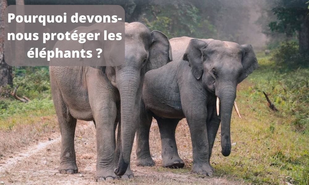 Pourquoi devons-nous protéger les éléphants ? & Elephant Savane