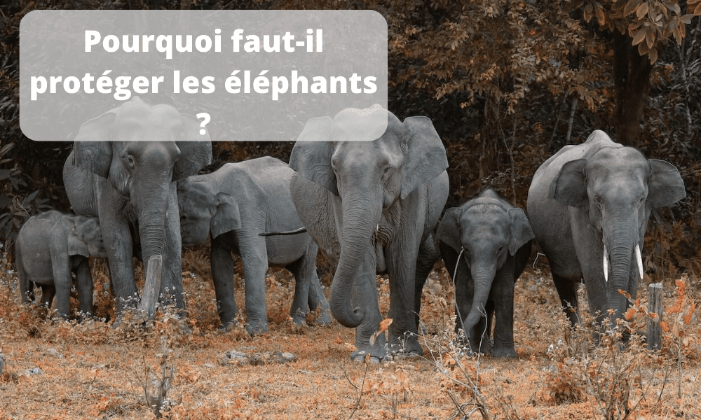 Pourquoi faut-il protéger les éléphants ? & Elephant Savane
